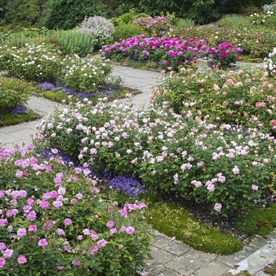 Rose Workshop with Renowned Rosarian Michael Marriott - centraljersey.com