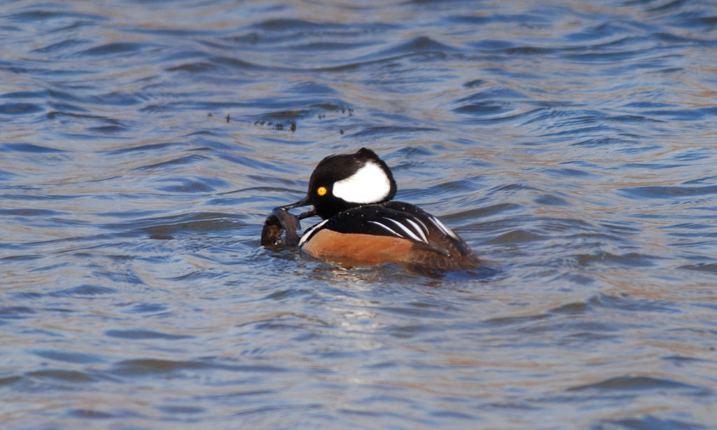 Does looking for weird ducks make you an odd duck?