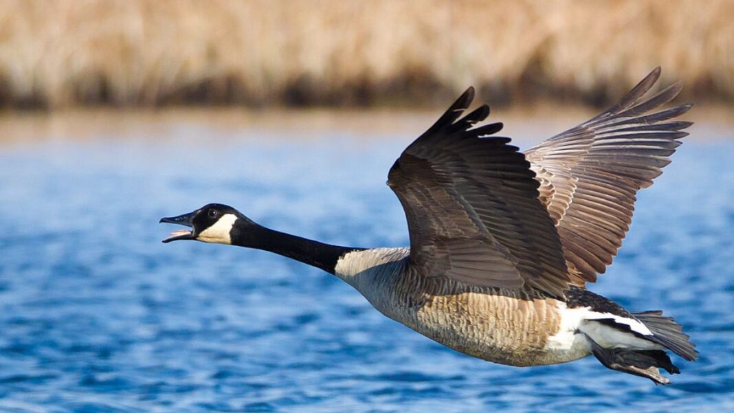 Six Geese Found Dead in Hillsborough as Bird Flu Spreads in NJ